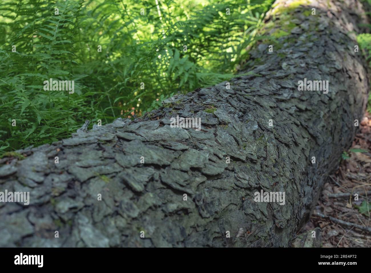 Natural backgrounds bark and woodland patterns for design backgrounds ...