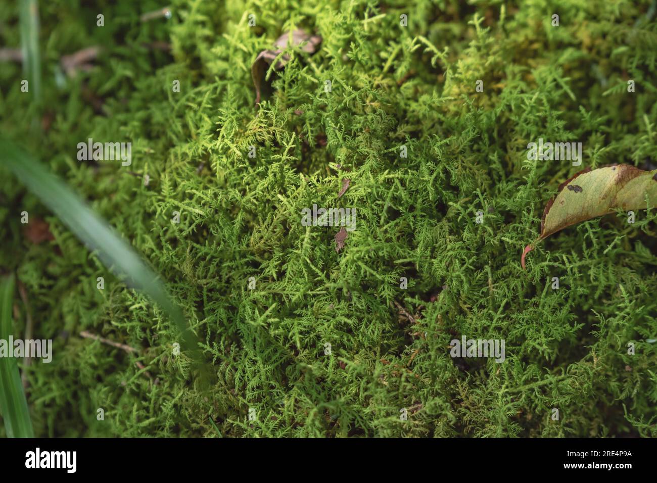 Natural backgrounds bark and woodland patterns for design backgrounds ...