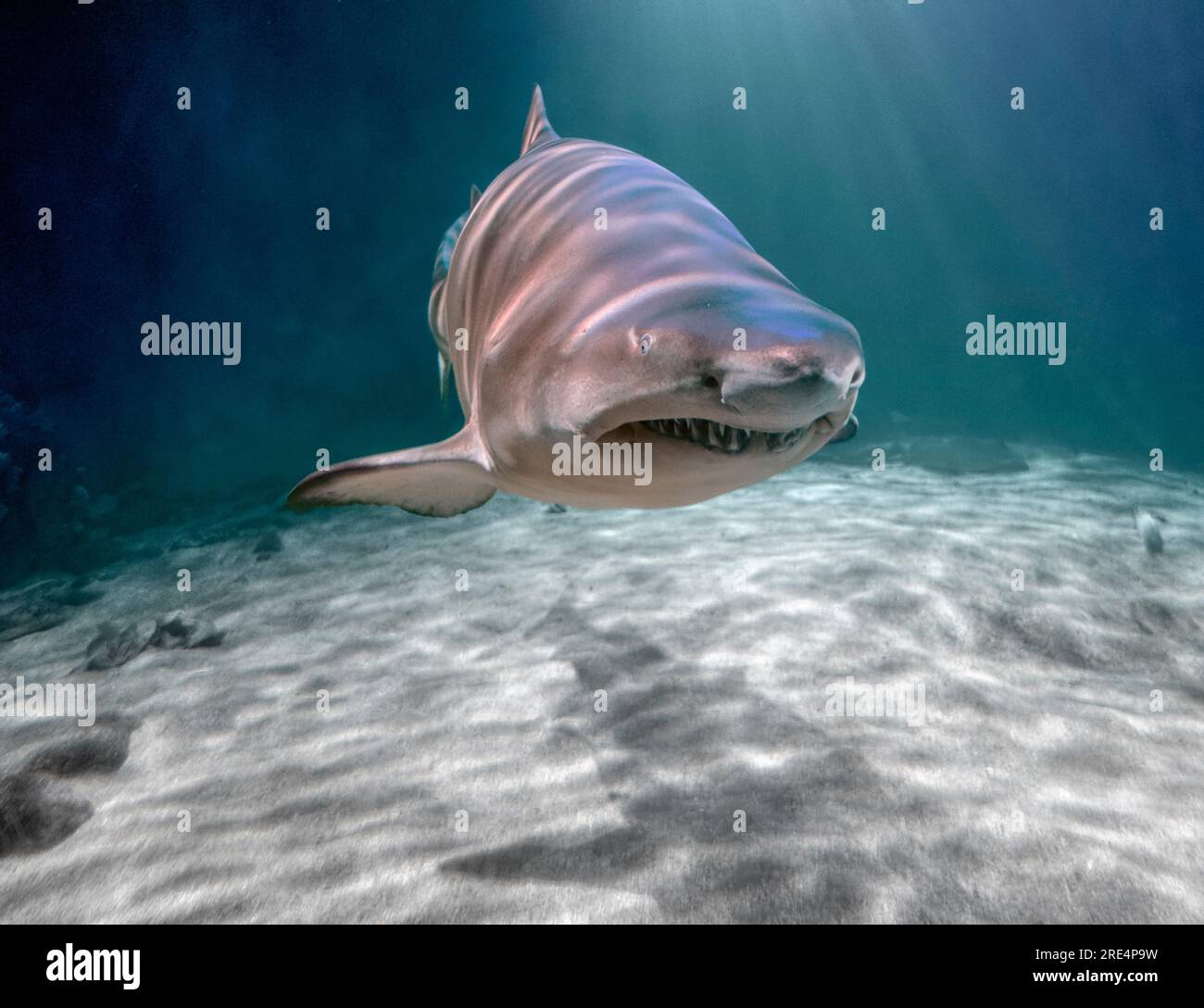 Underwater scenery showing a swimming shark over sandy ground Stock ...