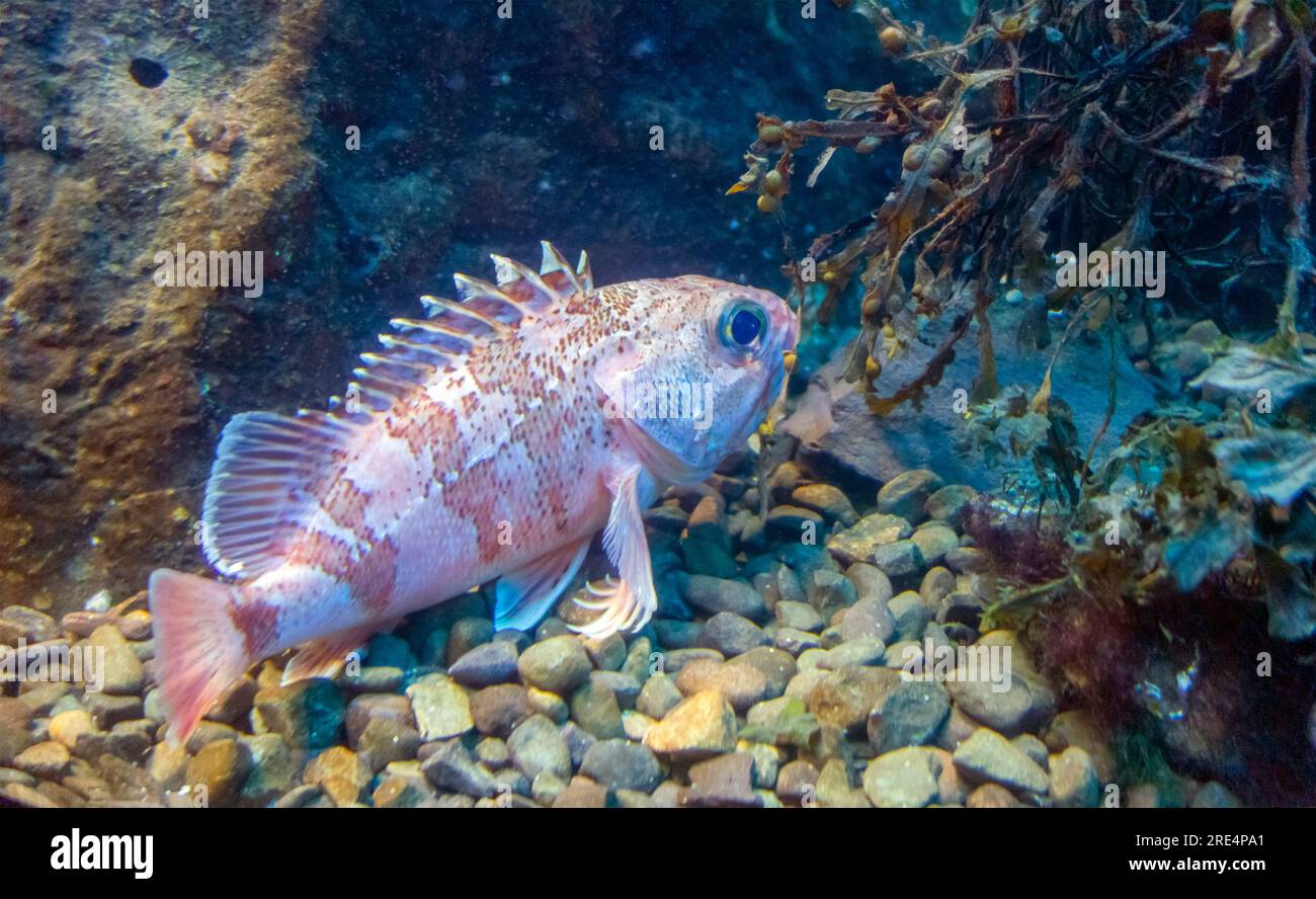 Underwater scenery showing a perciforme fish on stony ground in natural ...