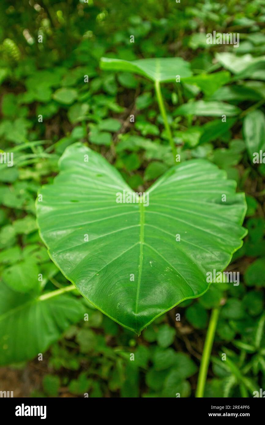 Green leaf of Elephant Ear plant in the forest Stock Photo - Alamy