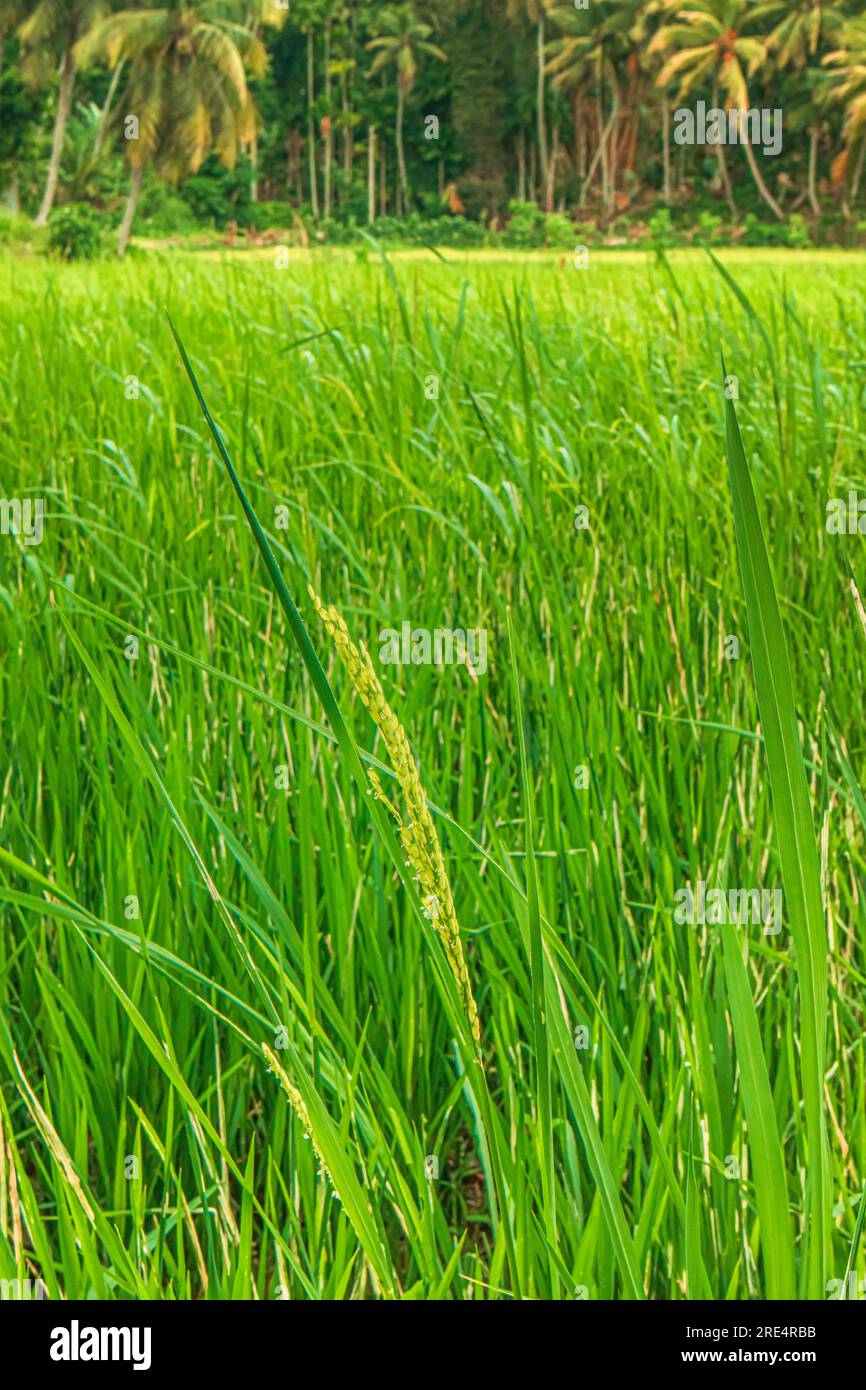 Rice field in the countryside. Green rice field Stock Photo - Alamy