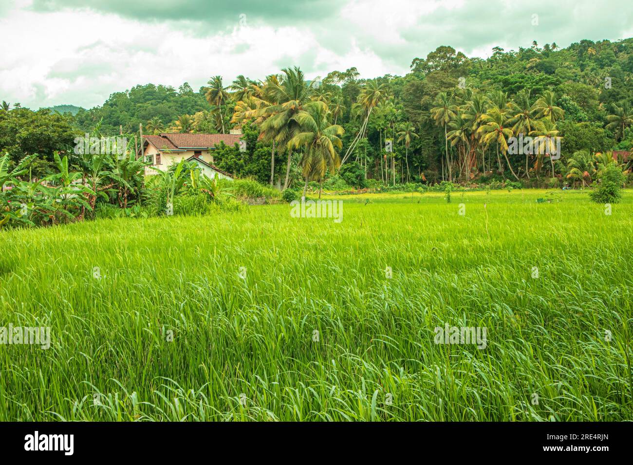 Green rice field in village. Beautiful nature background Stock Photo ...