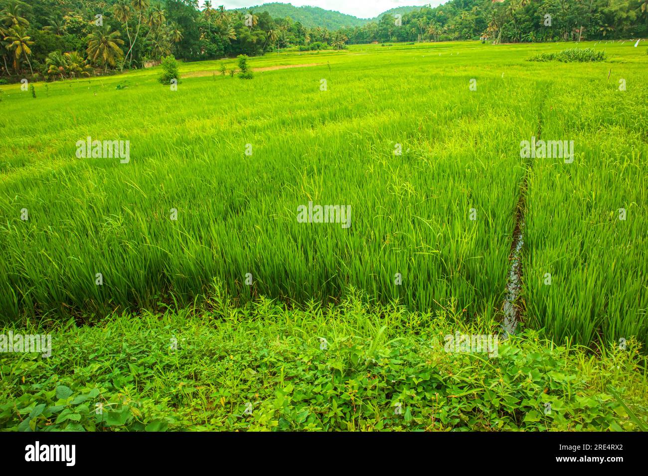 Green rice field in the countryside Stock Photo - Alamy