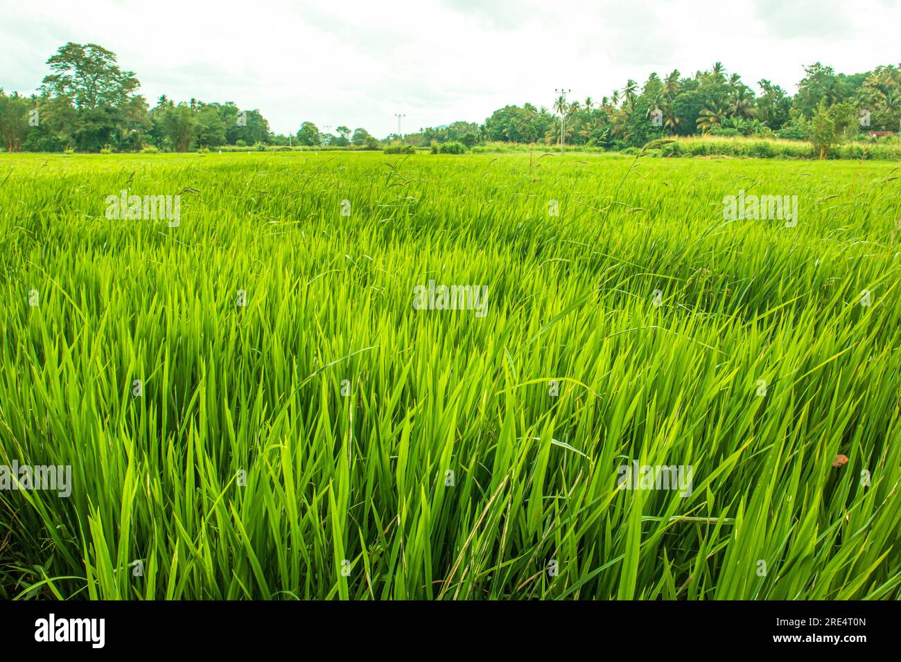 Green rice field in the countryside Stock Photo - Alamy