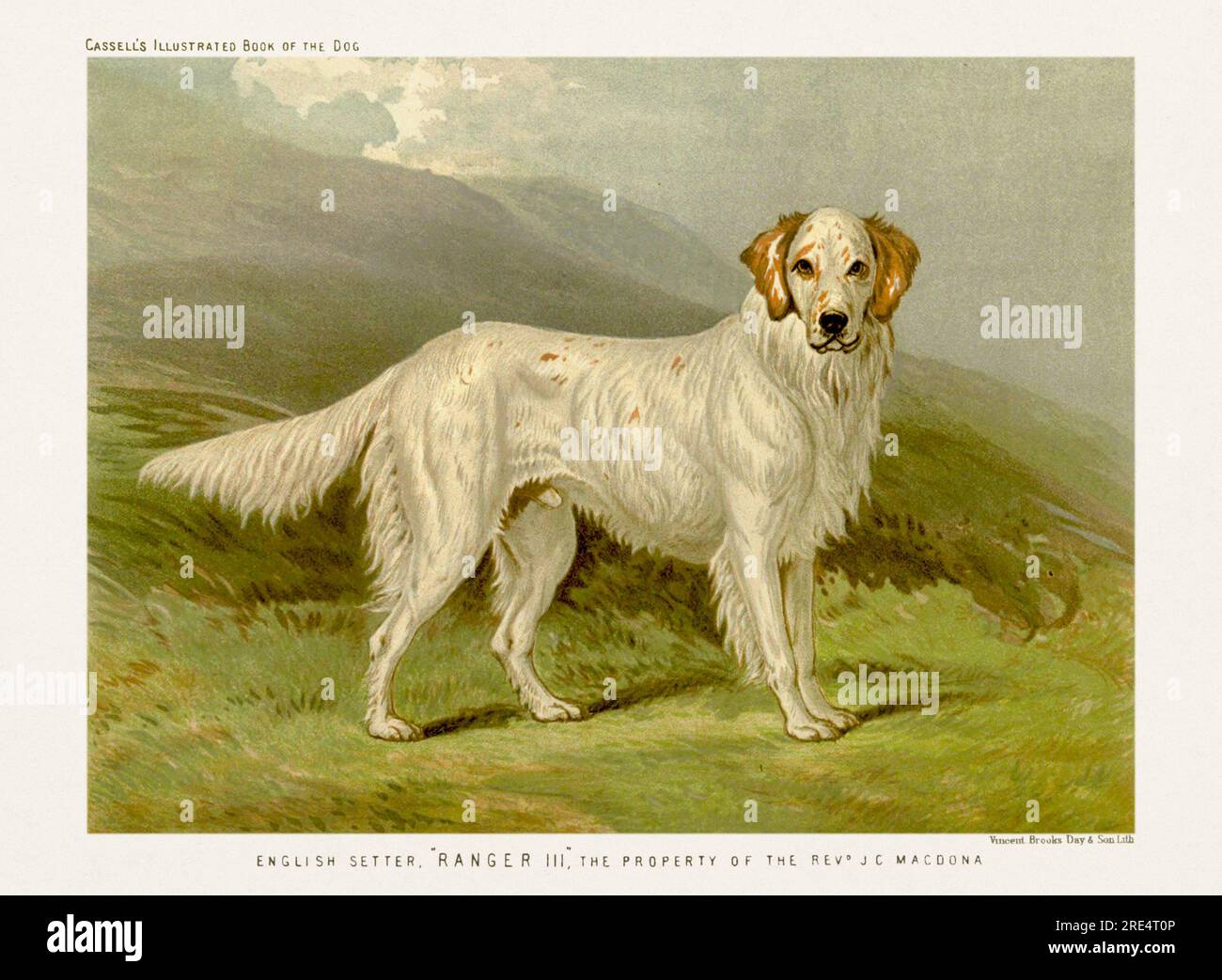 19th Century Purebred Dog Illustration. Exquisite vintage illustration ...