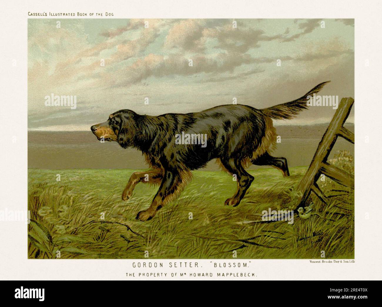 19th Century Purebred Dog Illustration. Exquisite vintage illustration ...