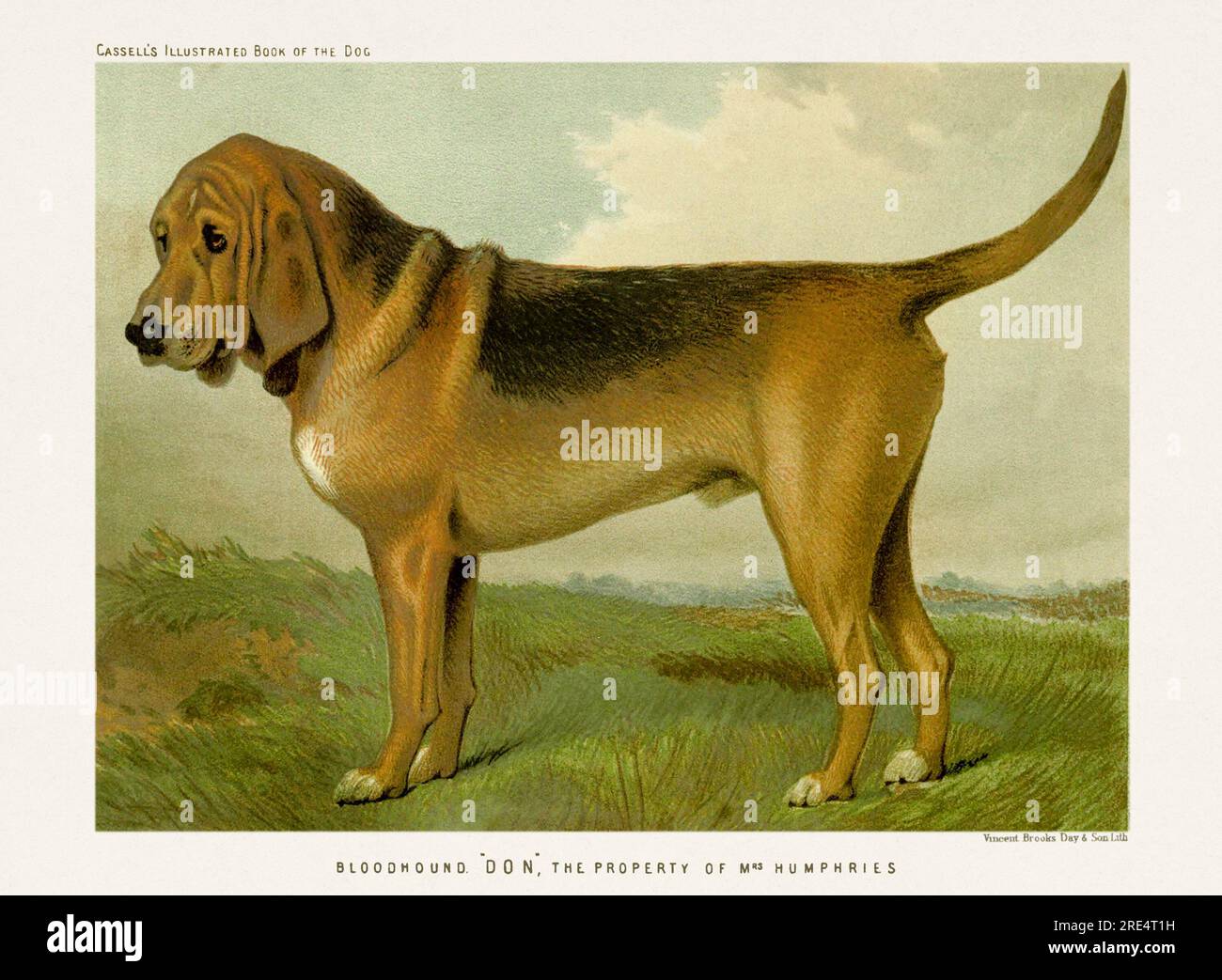 19th Century Purebred Dog Illustration. Exquisite vintage illustration ...