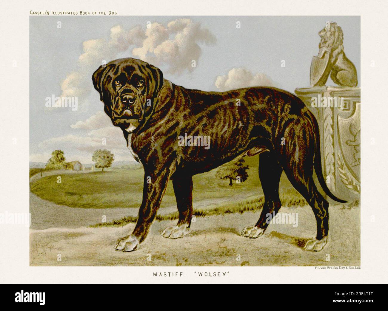 19th Century Purebred Dog Illustration. Exquisite vintage illustration ...