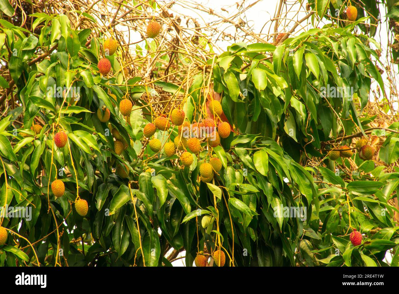 Lychee tree hi-res stock photography and images - Alamy