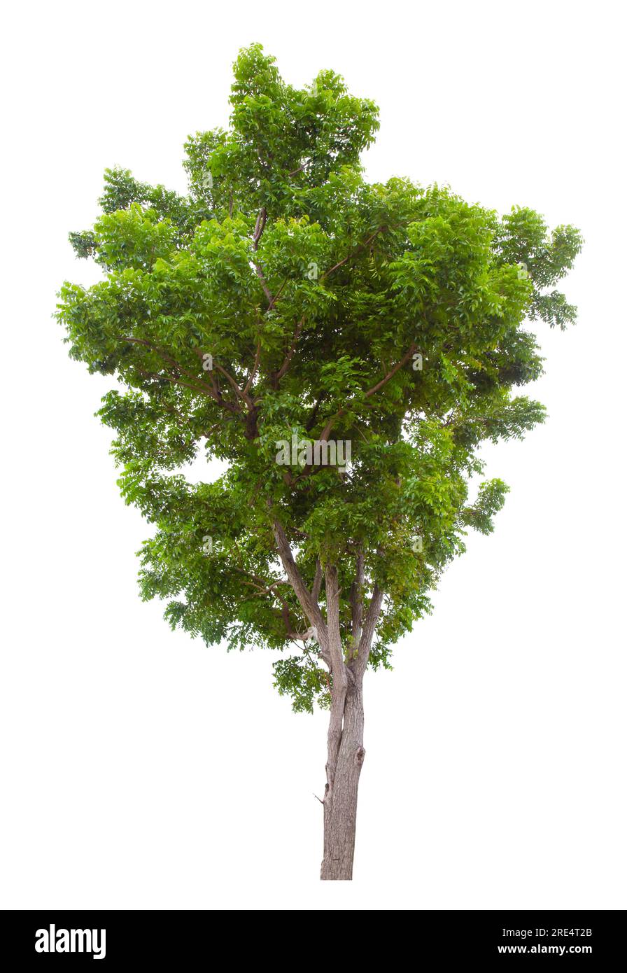 Tropical tree canopy Cut Out Stock Images & Pictures - Alamy