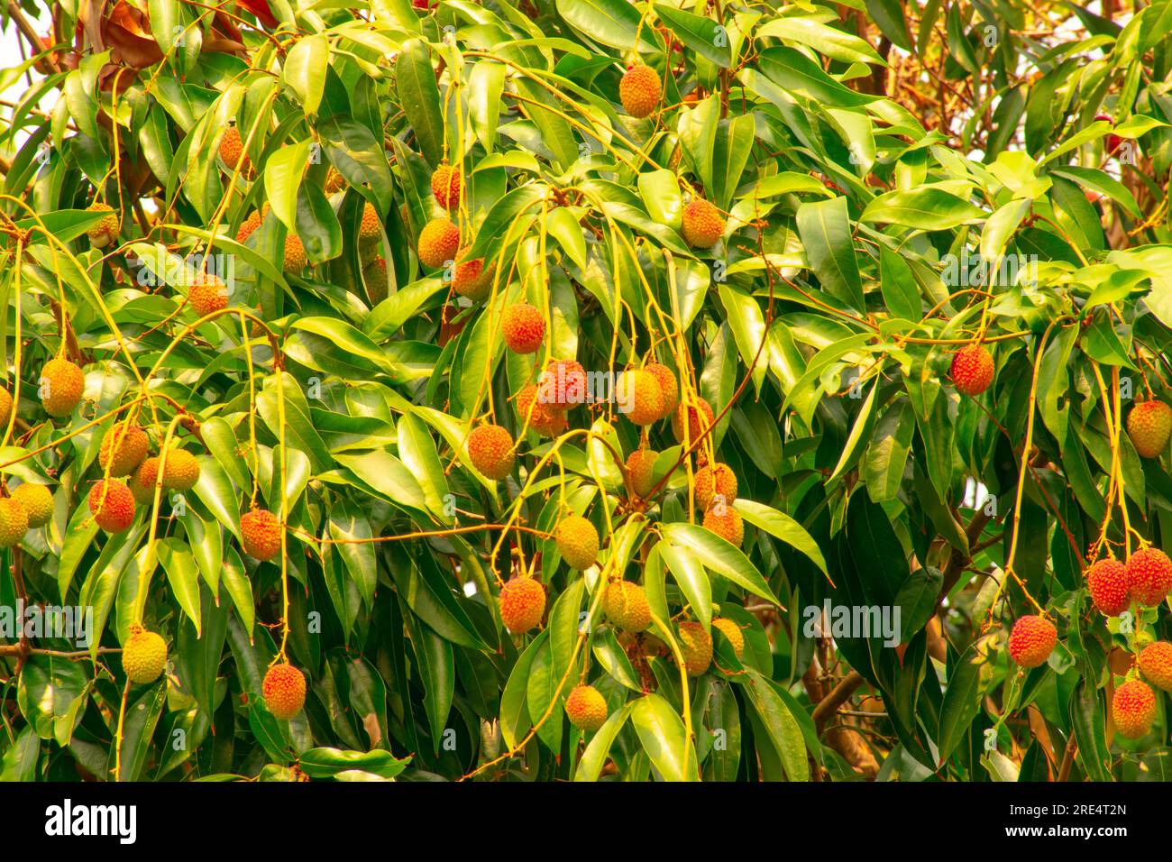 Lychee tree hi-res stock photography and images - Alamy