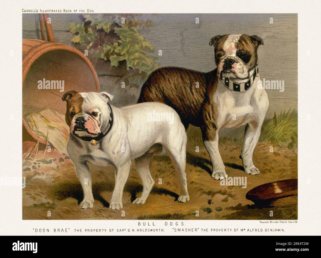 19th Century Purebred Dogs Illustration. Exquisite vintage illustration ...