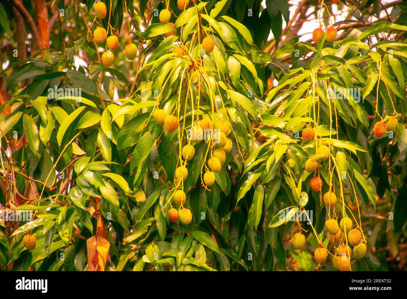 Lychee tree hi-res stock photography and images - Alamy