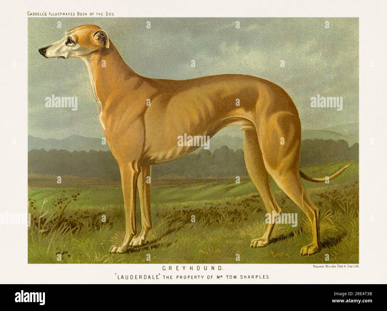 19th Century Purebred Dog Illustration. Exquisite vintage illustration ...