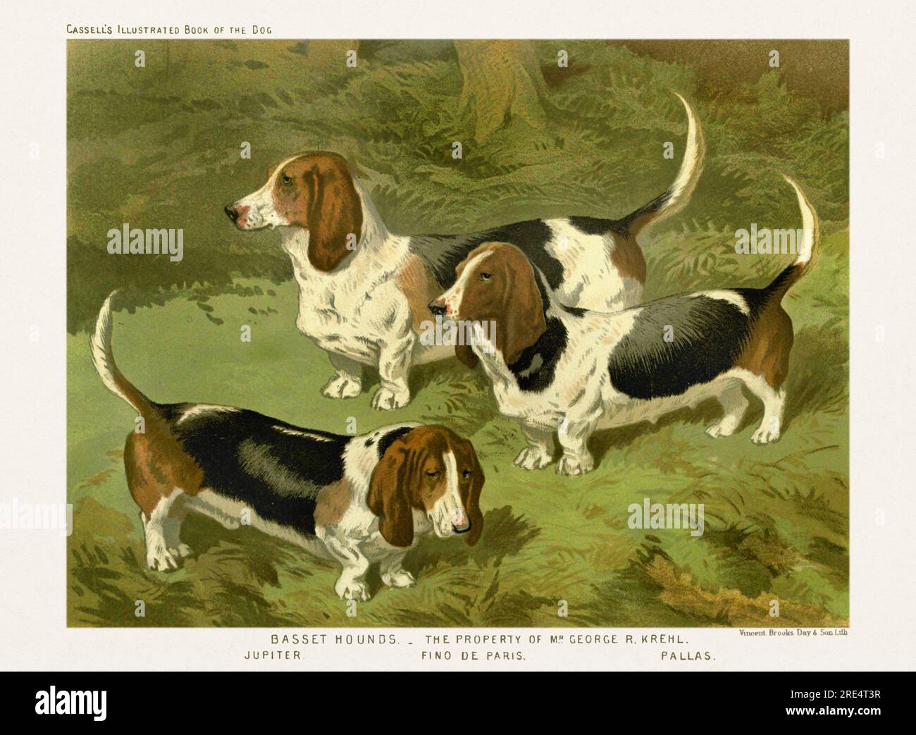 19th Century Purebred Dogs Illustration. Exquisite vintage illustration ...