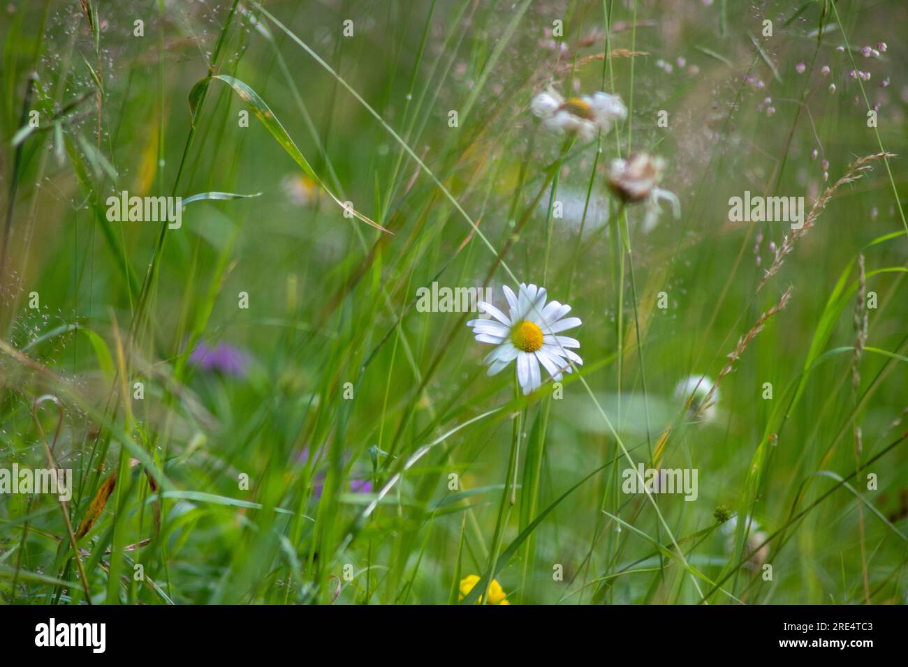 Daisy in the Grass Stock Photo - Alamy