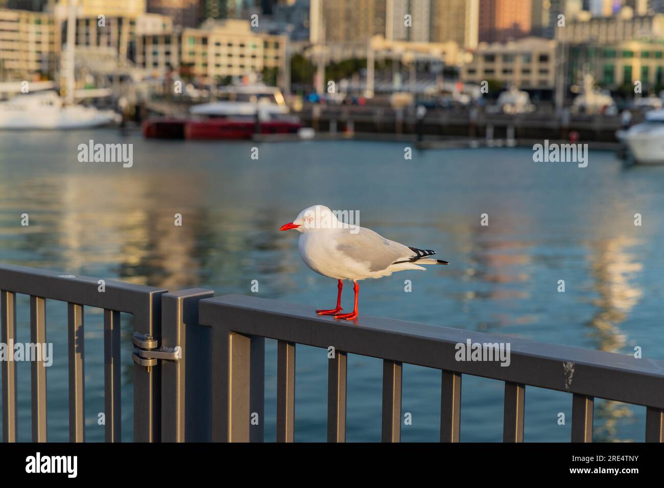 Nz seagull hi-res stock photography and images - Alamy