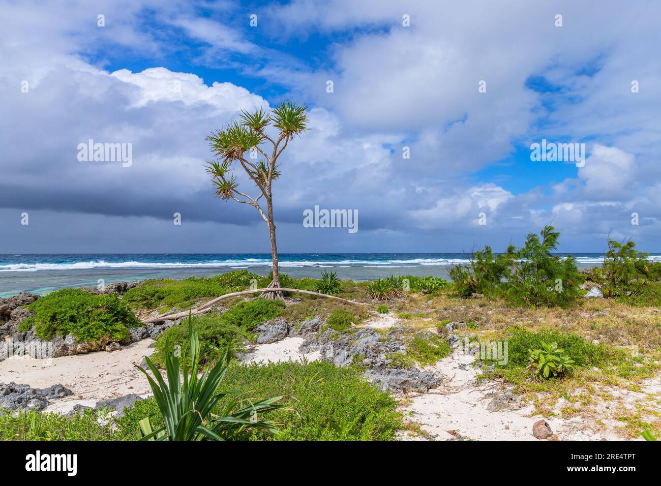 Pandanus trees growing along the beach on Efate Island, near Port Vila ...