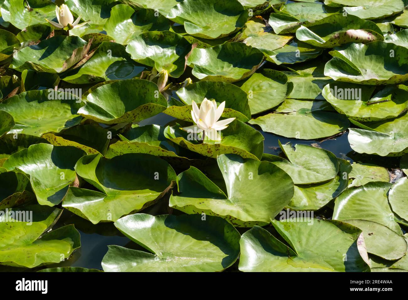 beautiful water lilies growing on the pond Stock Photo - Alamy