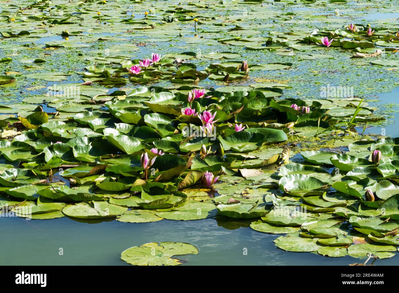 beautiful water lilies growing on the pond Stock Photo - Alamy