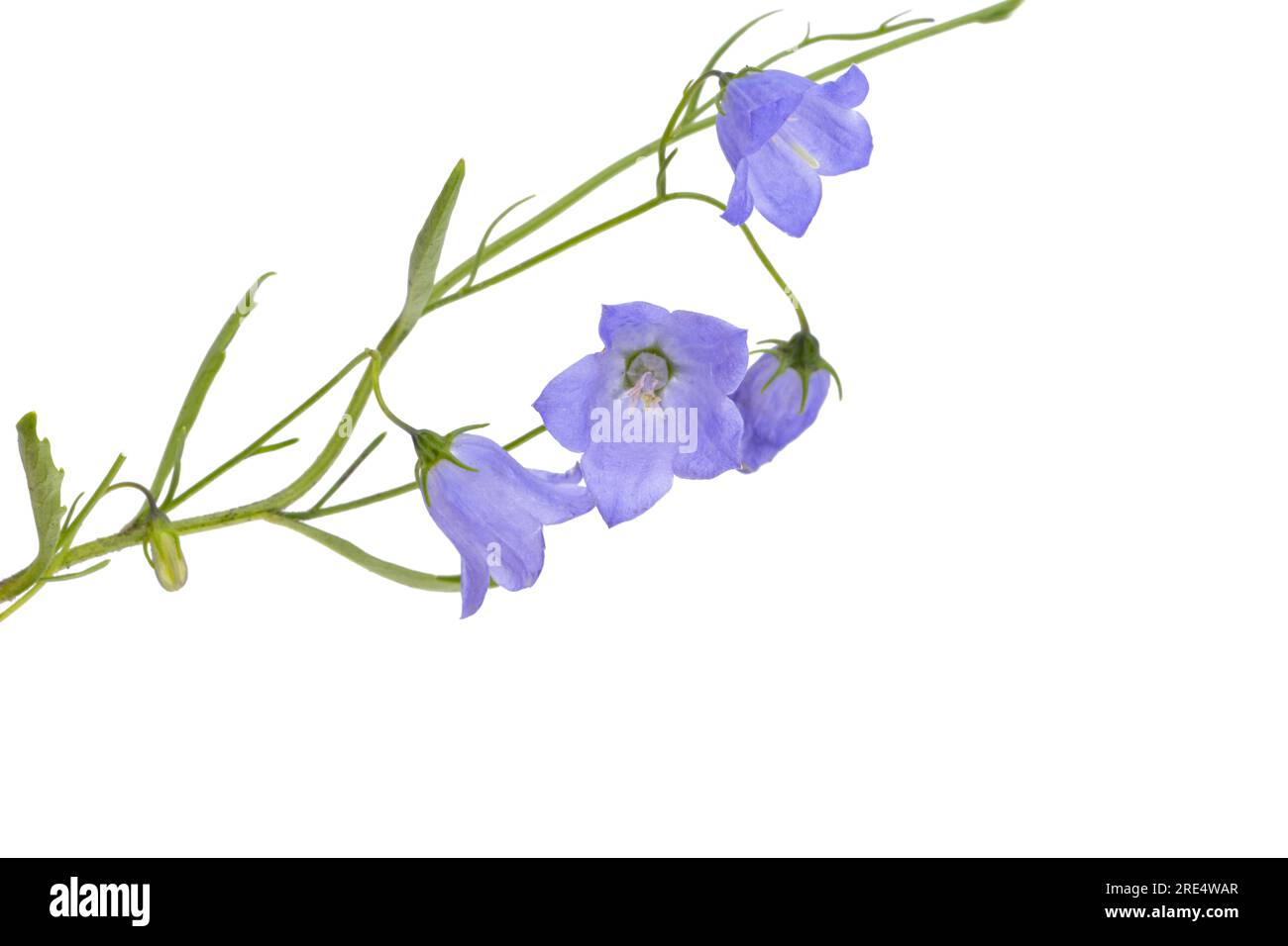 Bluebell wallpaper Cut Out Stock Images & Pictures - Alamy