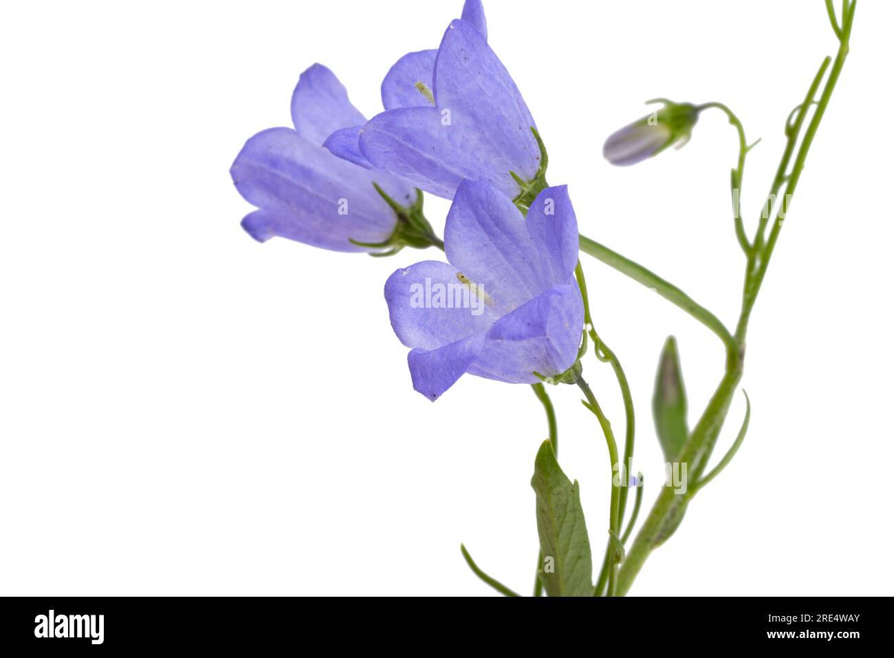 blue bell isolated on white background Stock Photo - Alamy