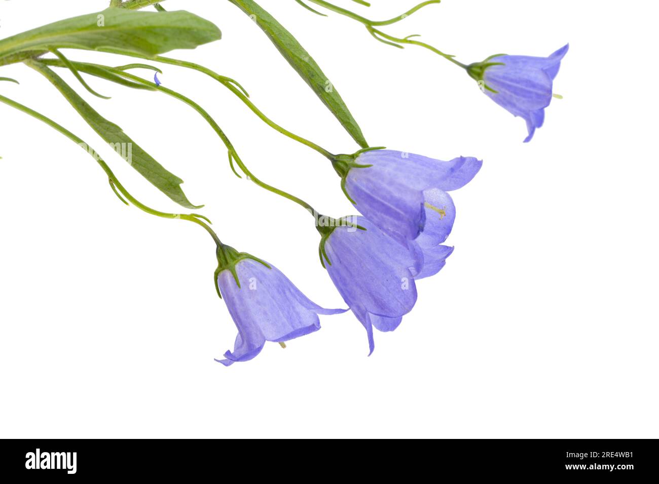 blue bell isolated on white background Stock Photo - Alamy