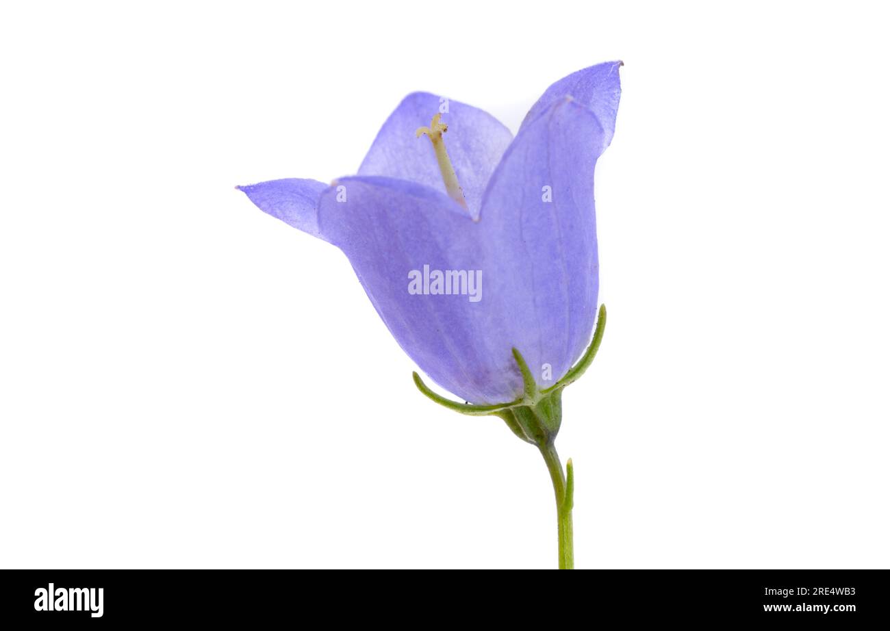 blue bell isolated on white background Stock Photo - Alamy