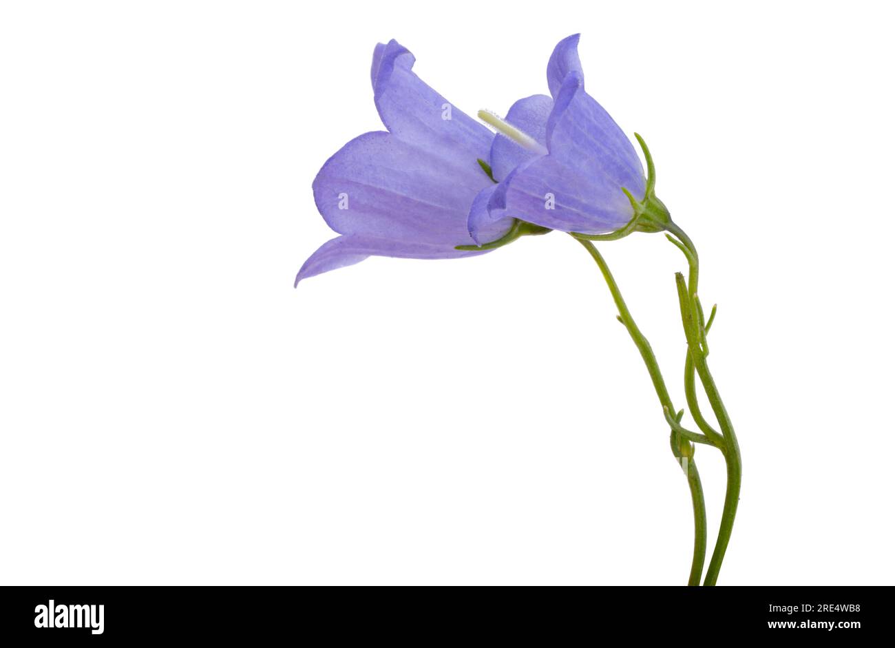 blue bell isolated on white background Stock Photo - Alamy