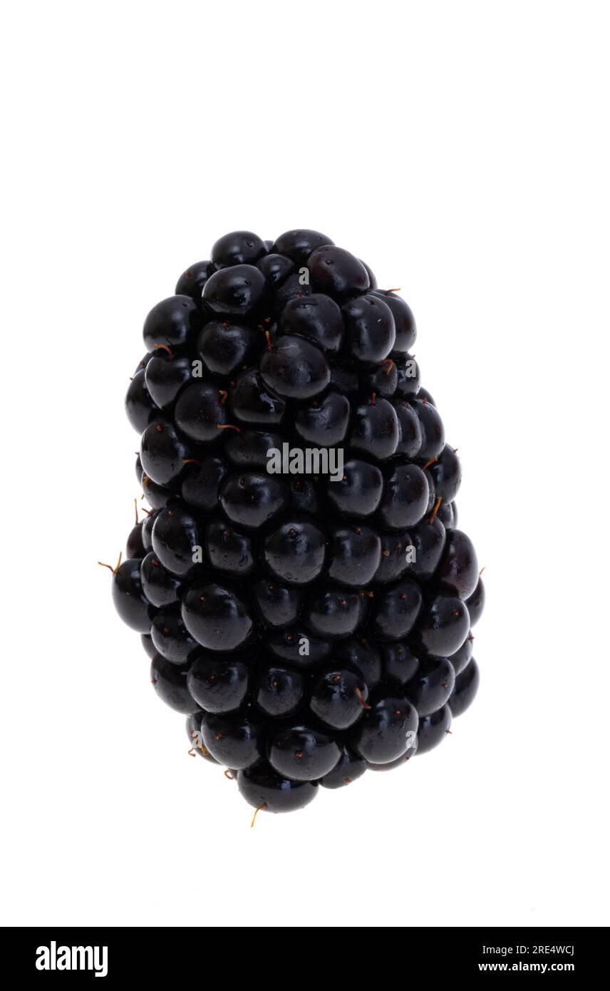 blackberry berry isolated on white background Stock Photo - Alamy