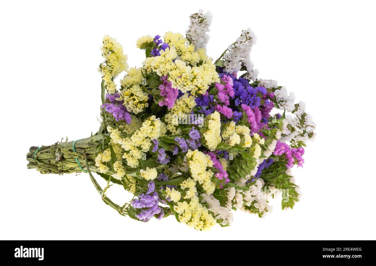 kermek flowers isolated on white background Stock Photo - Alamy