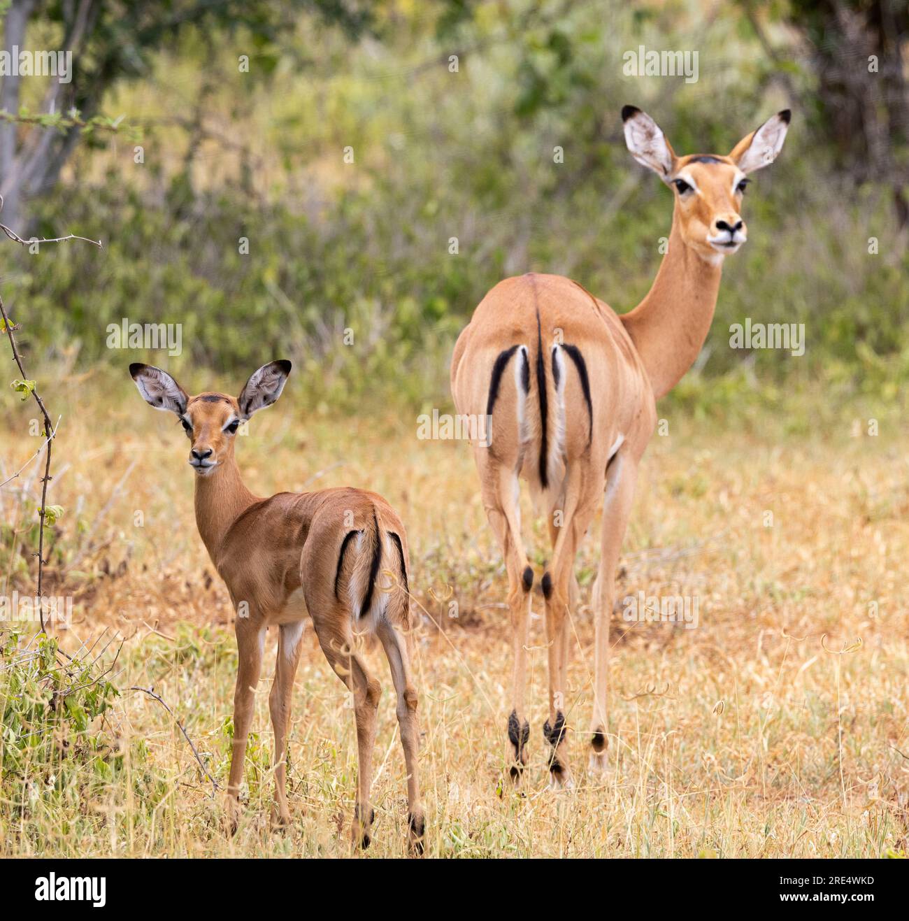 Impalas are antelope of bush and scrub and have distinct rump markings ...