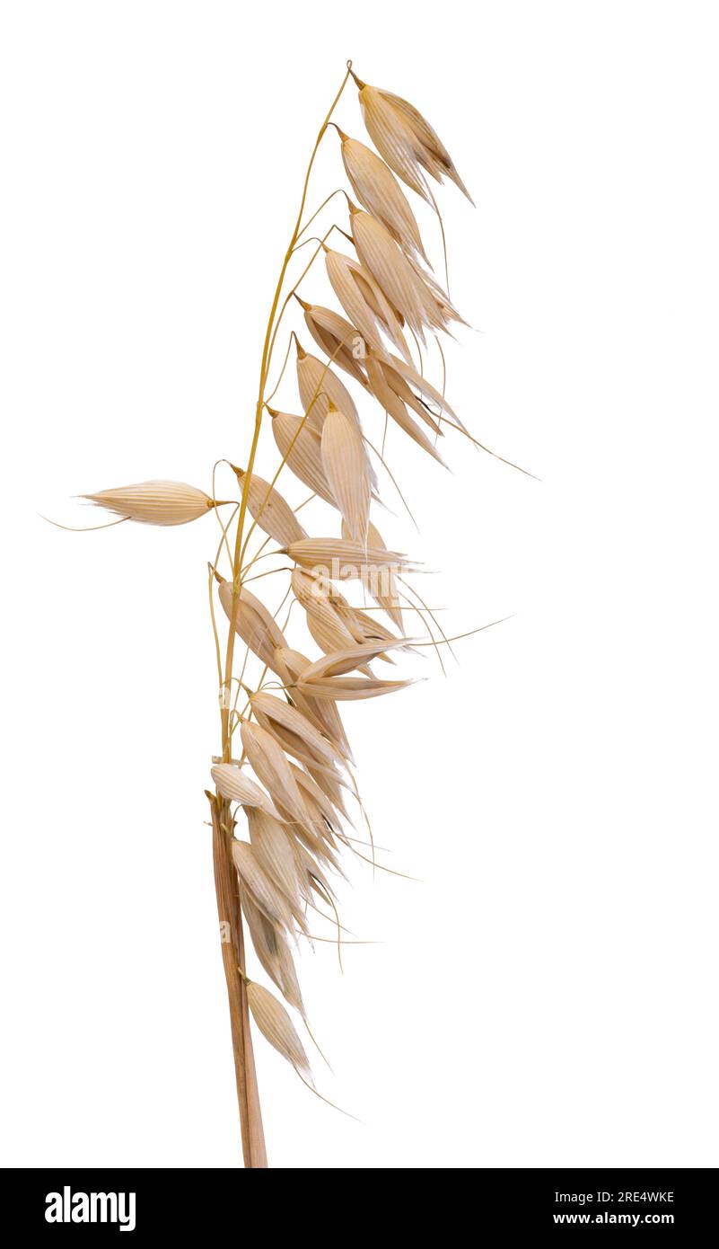 ear of oats isolated on white background Stock Photo - Alamy