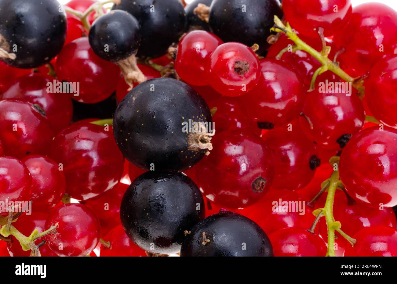 currant berry isolated on white background Stock Photo - Alamy