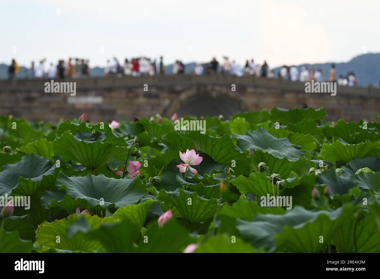 Hangzhou, China's Zhejiang Province. 25th July, 2023. Tourists enjoy ...