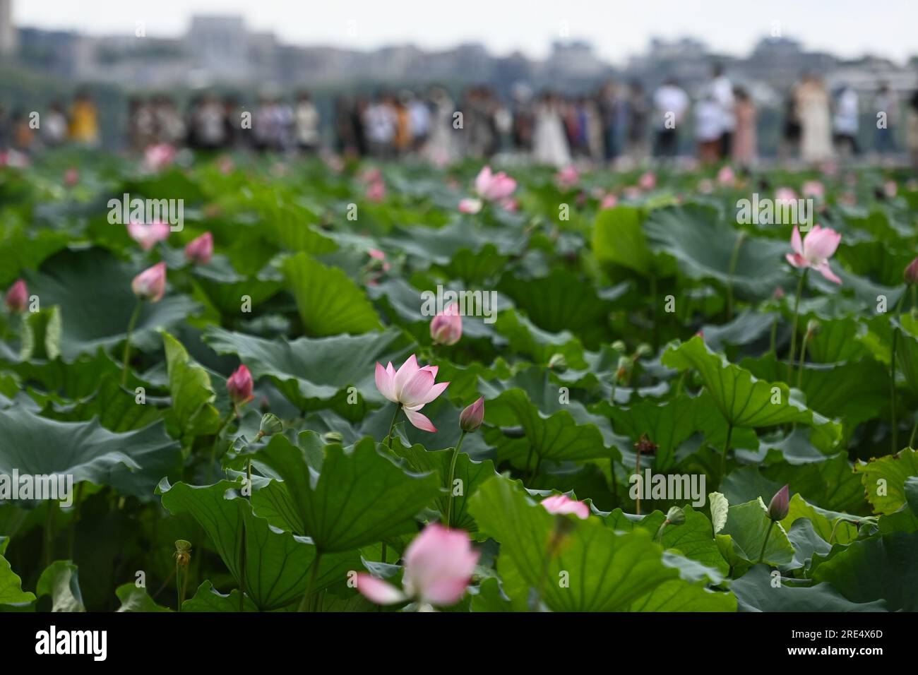 Hangzhou, China's Zhejiang Province. 25th July, 2023. Tourists enjoy ...