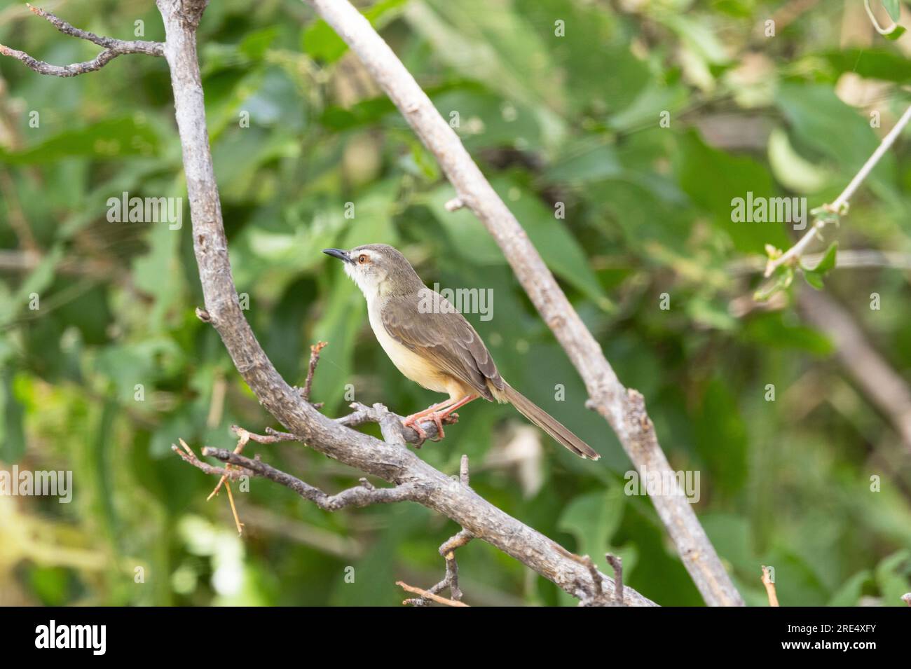 A small member of the Warbler family, the Tawny-flanked Prinia is ...