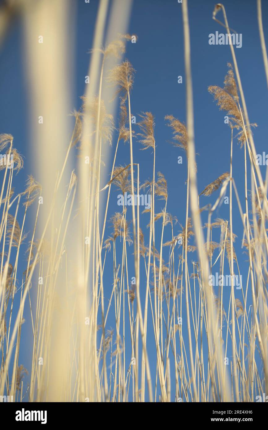 Dry grass stalks. Vertical shot of plant. Dry grass. Details of nature ...