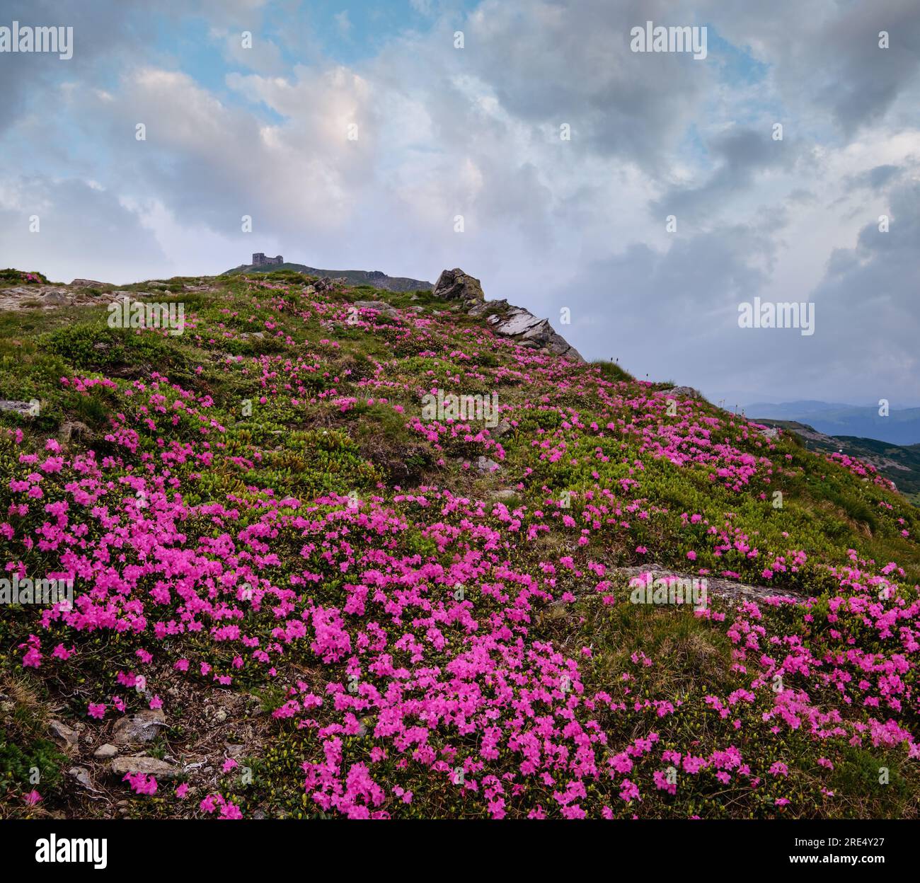 Pink rose rhododendron flowers (in front, close-up) on summer mountain ...