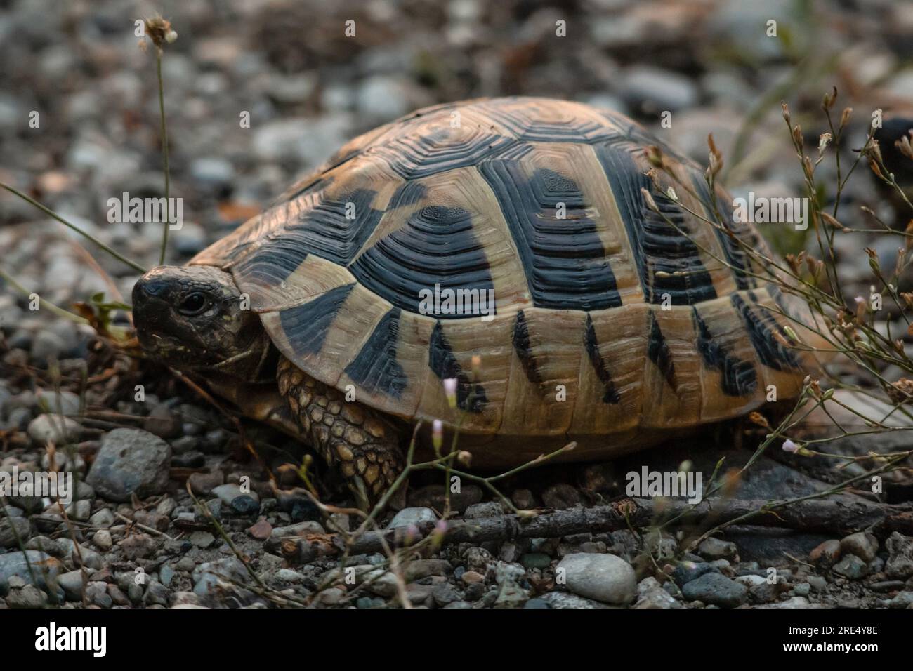 A baby Hermann's tortoise / turtle with a colorful black and green ...