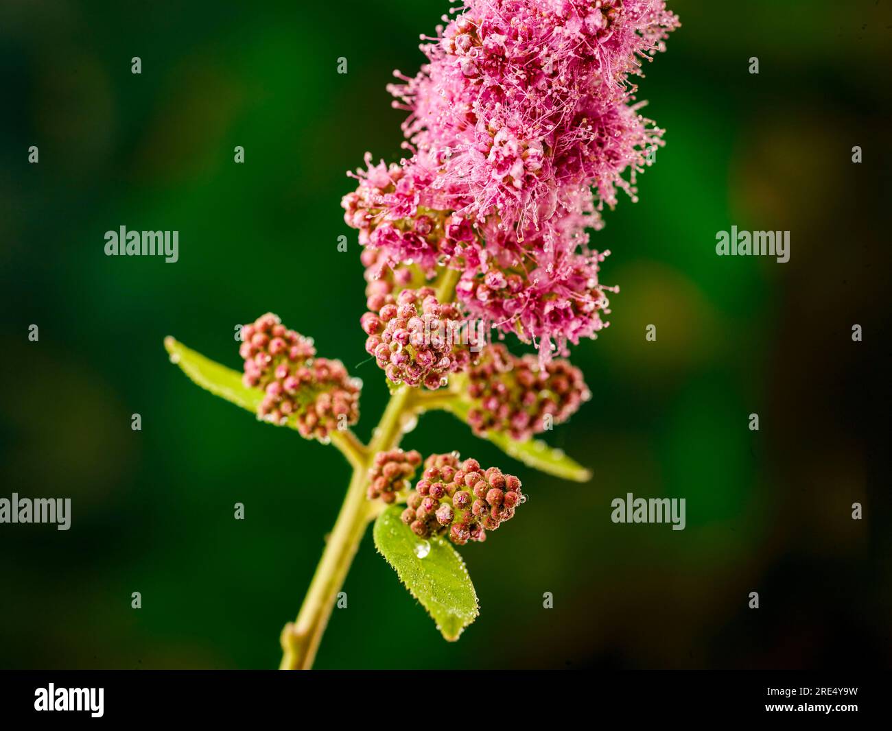 Natural close up / macro flowering plant portrait of Spirea Douglasil ...