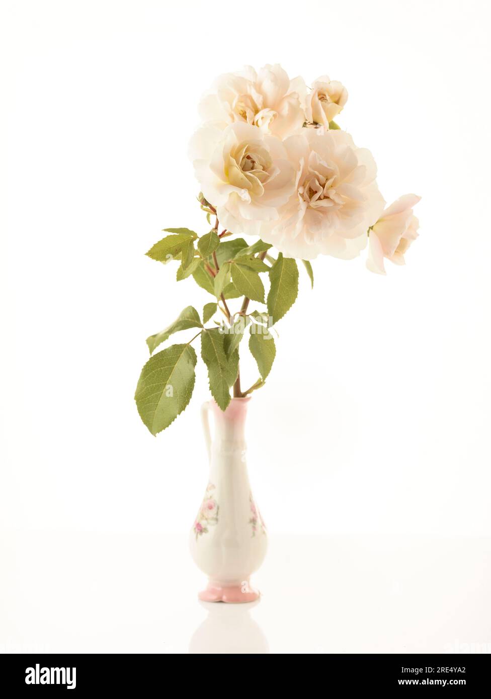 Veru close up flowering plant still life of white roses against a ...