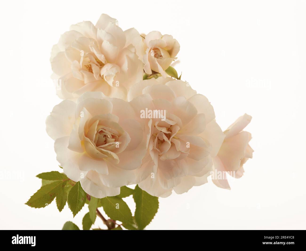 Veru close up flowering plant still life of white roses against a ...
