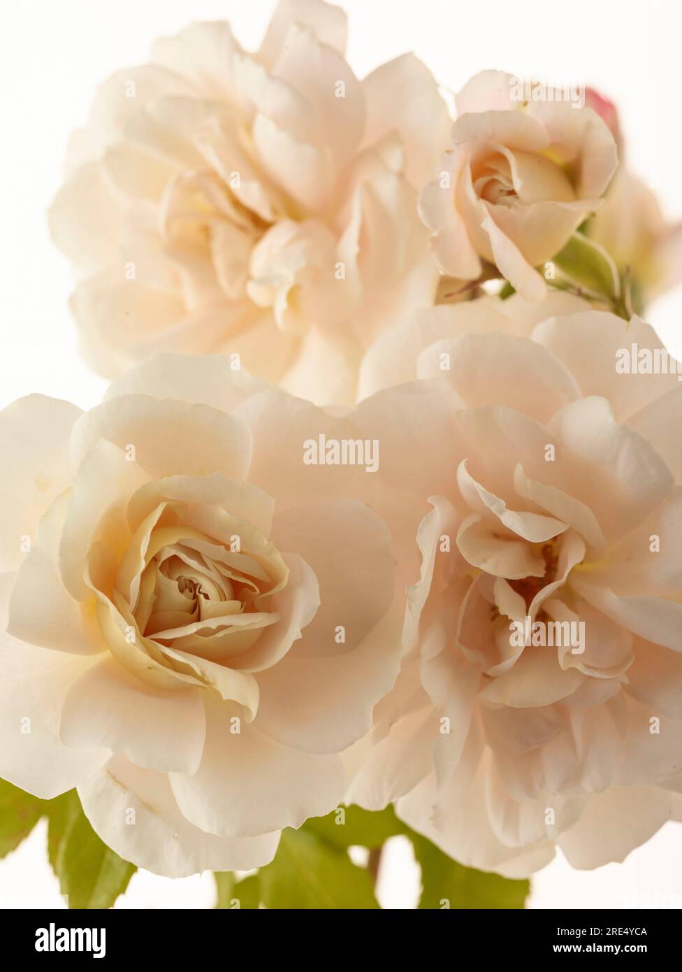 Veru close up flowering plant still life of white roses against a ...