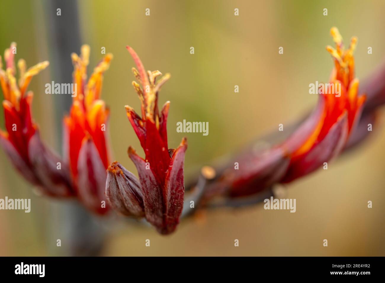 Natural close up flowering plant portrait of Phormium Tenax 'Purpureum ...