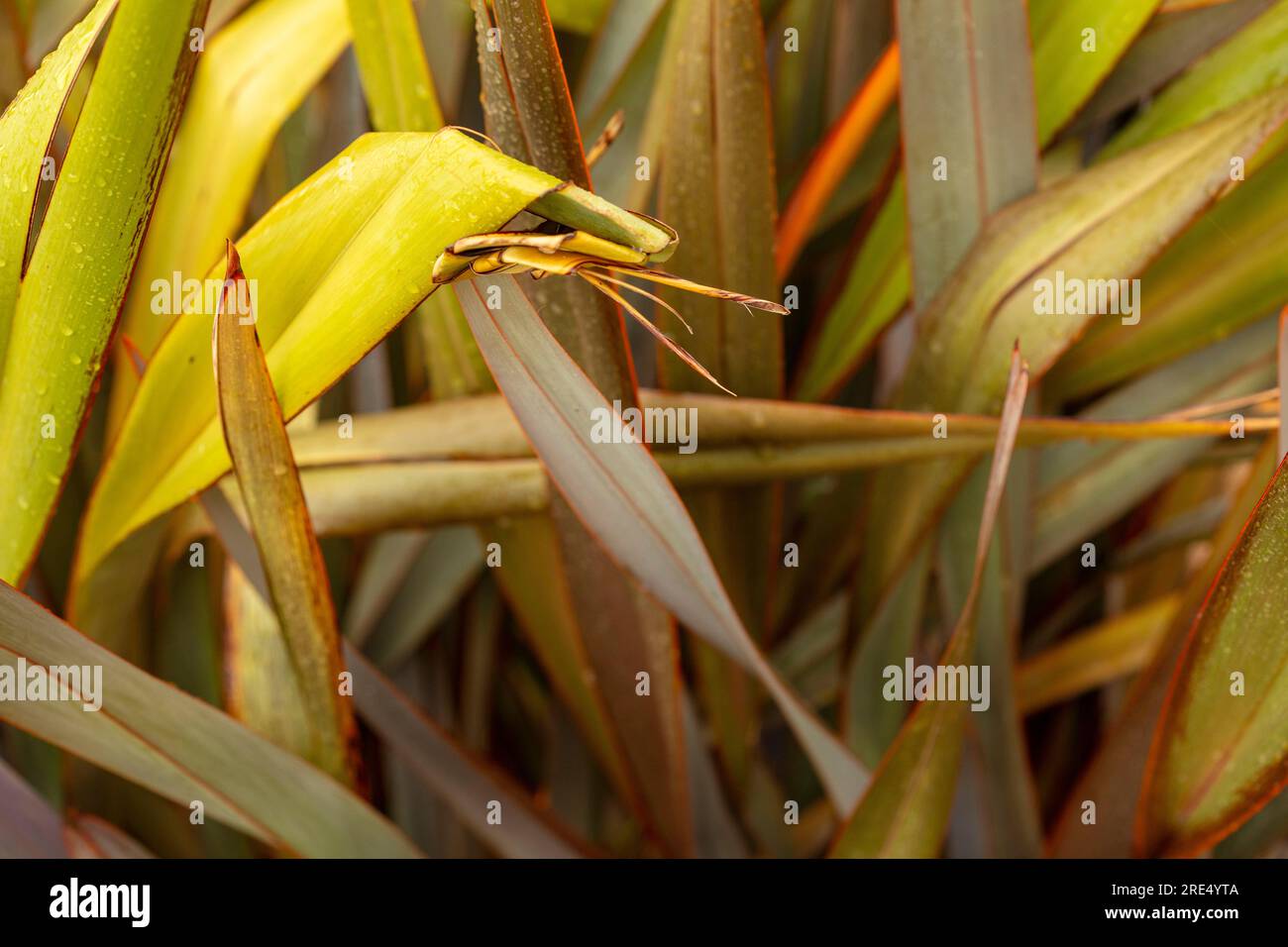 Natural close up flowering plant portrait of Phormium Tenax 'Purpureum ...