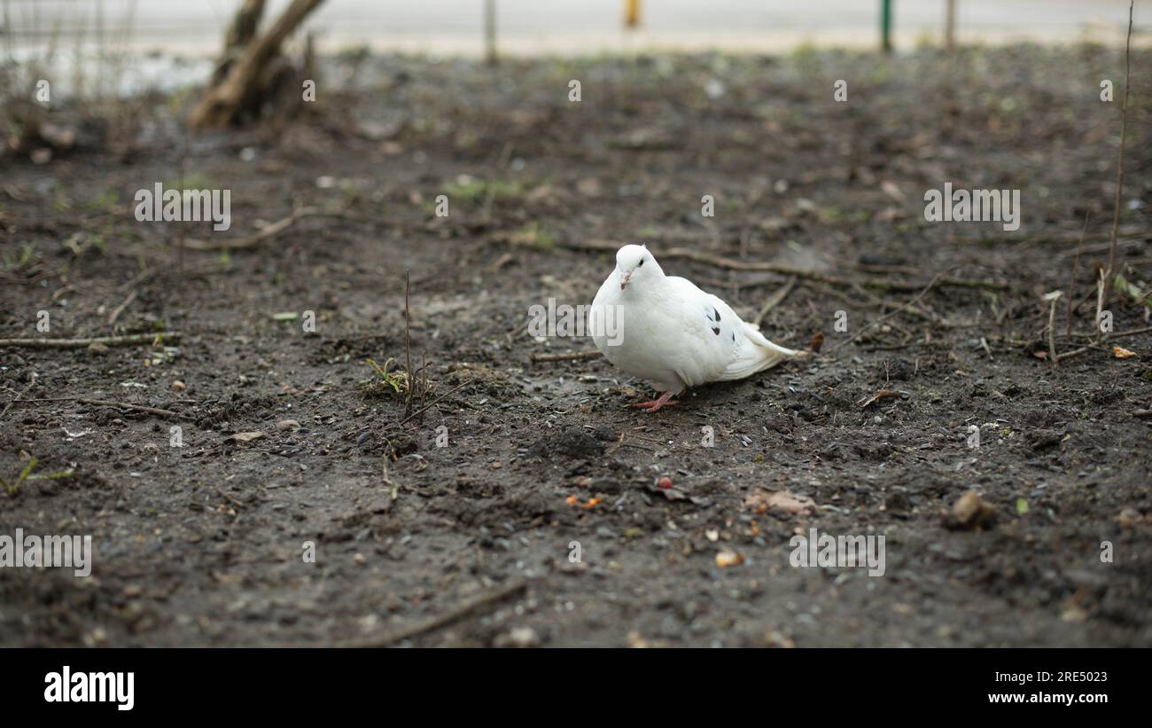 White dove sits on ground. Bird on ground. Dove in city. White feathers ...