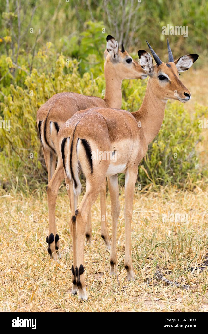 The Impala is an antelope of ecotones as it is able to thrive in a ...