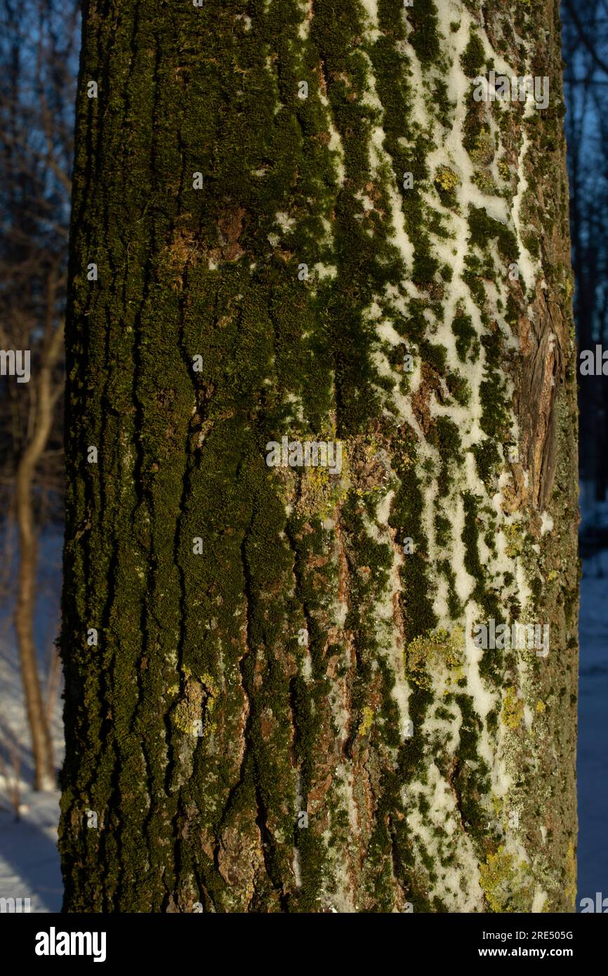 Tree bark. Tree trunk parts. Texture of bark. Details of nature Stock ...